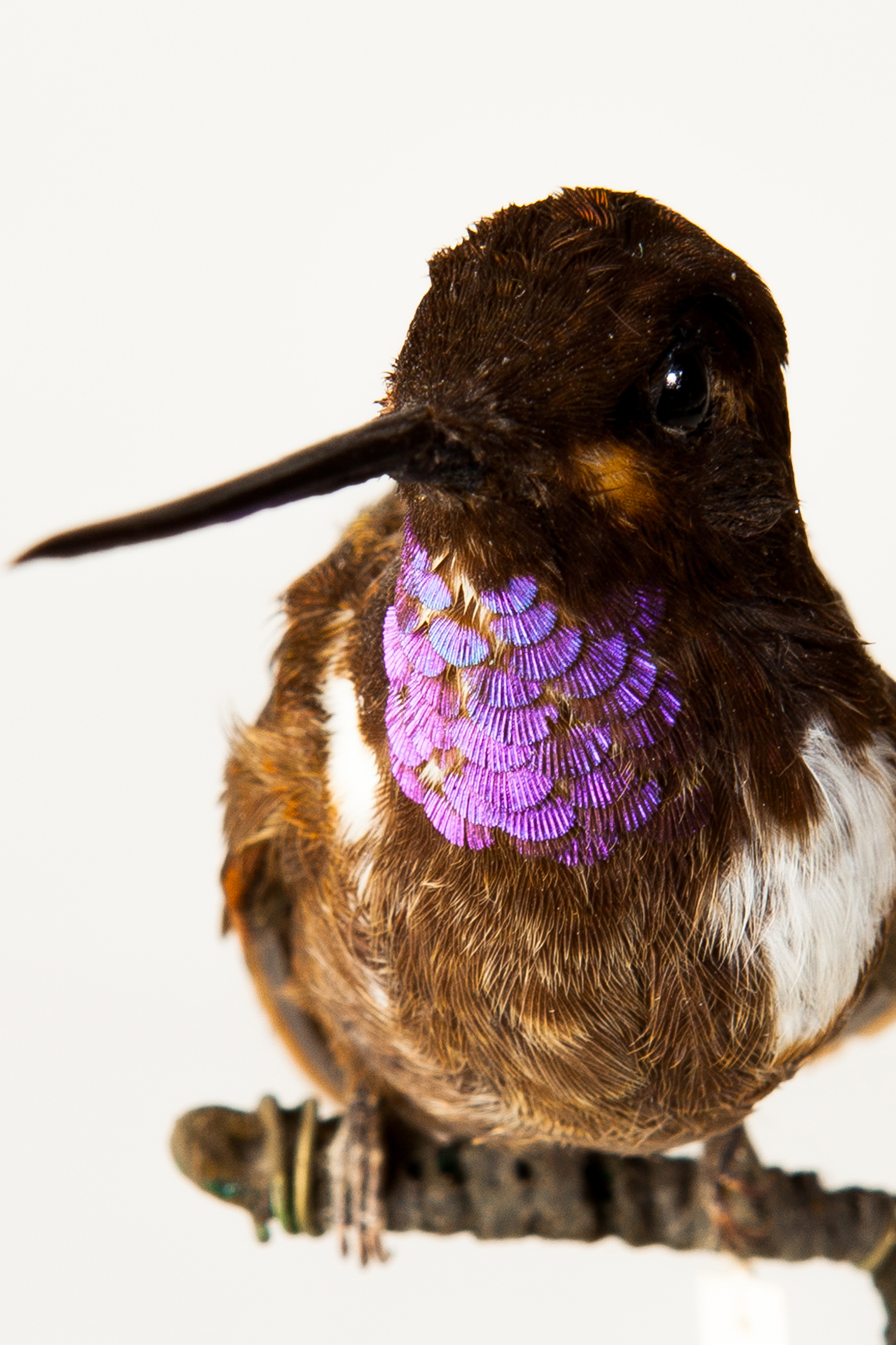 Taxidermy Brown inca