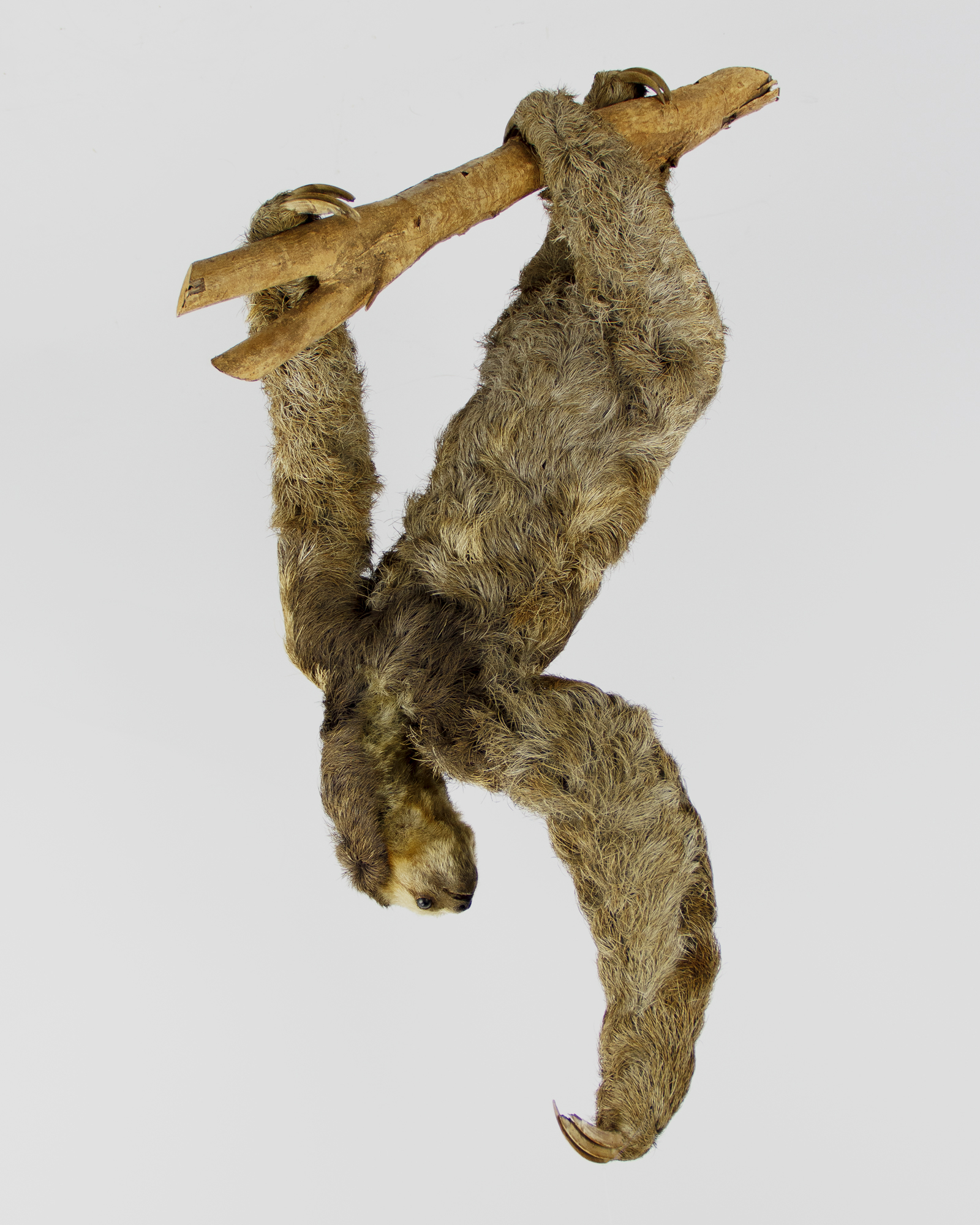 Taxidermy Brown-throated Sloth