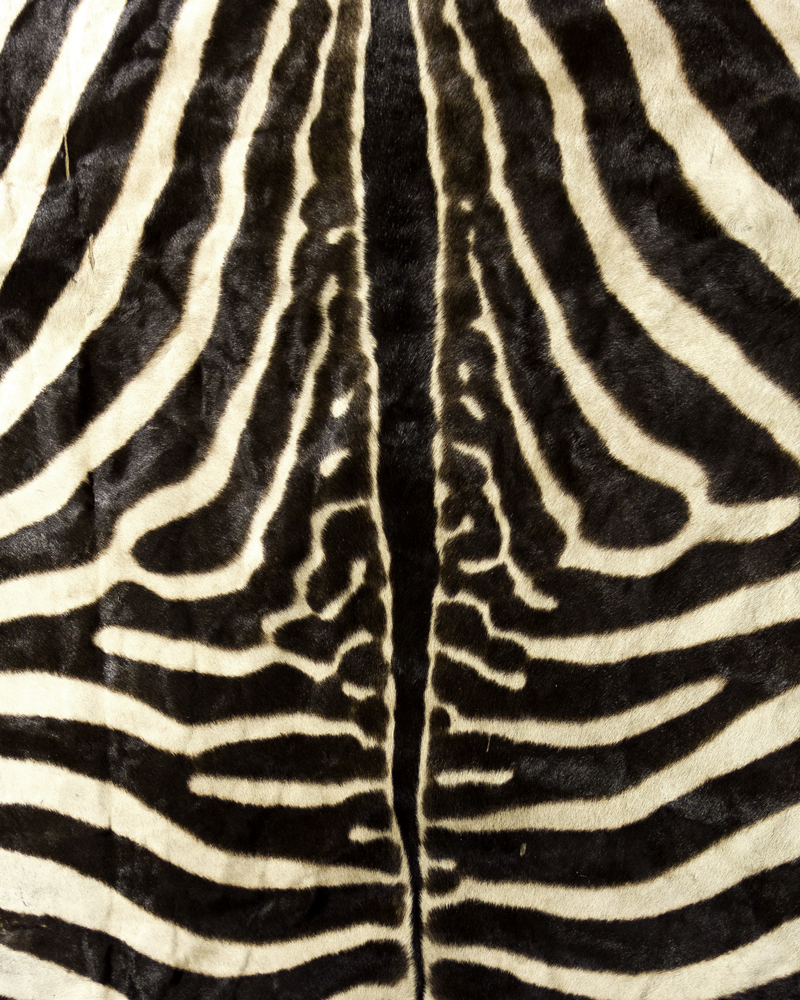 Burchell's Taxidermy Zebra Skin