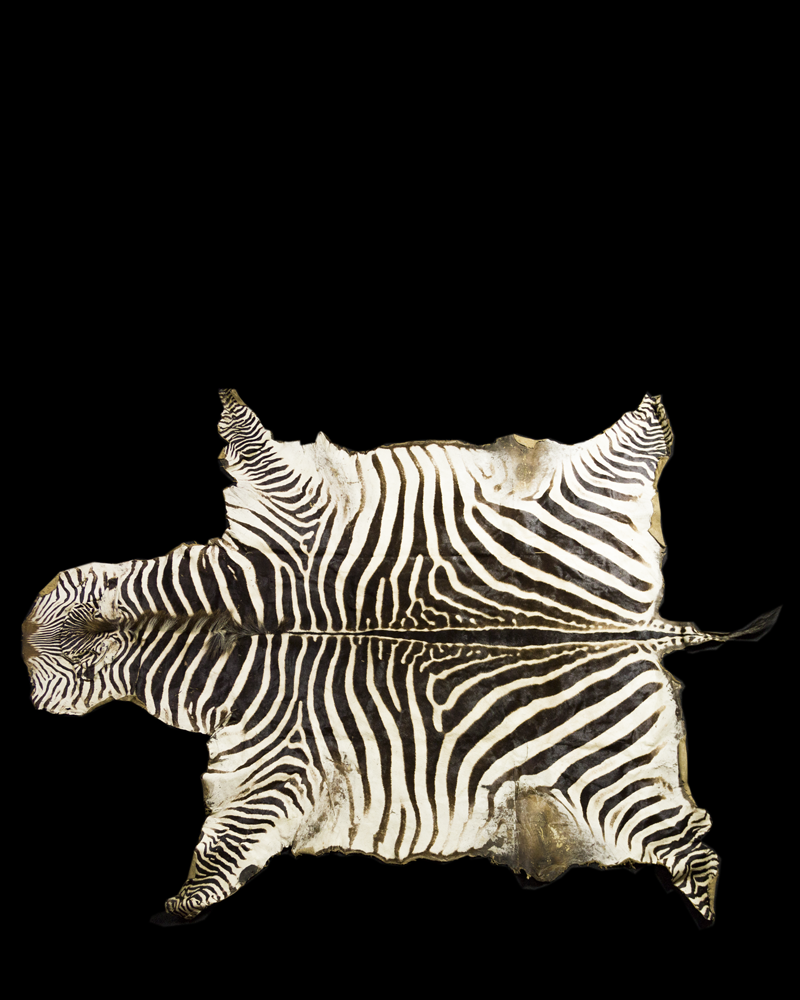 Burchell's Taxidermy Zebra Skin