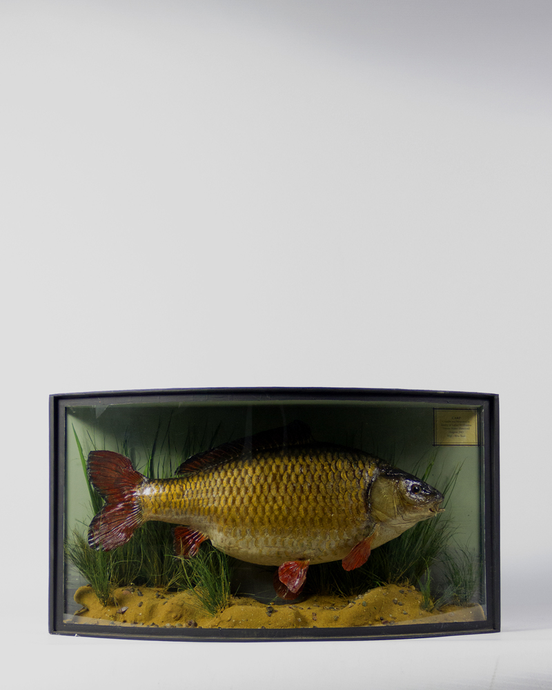 Taxidermy Carp