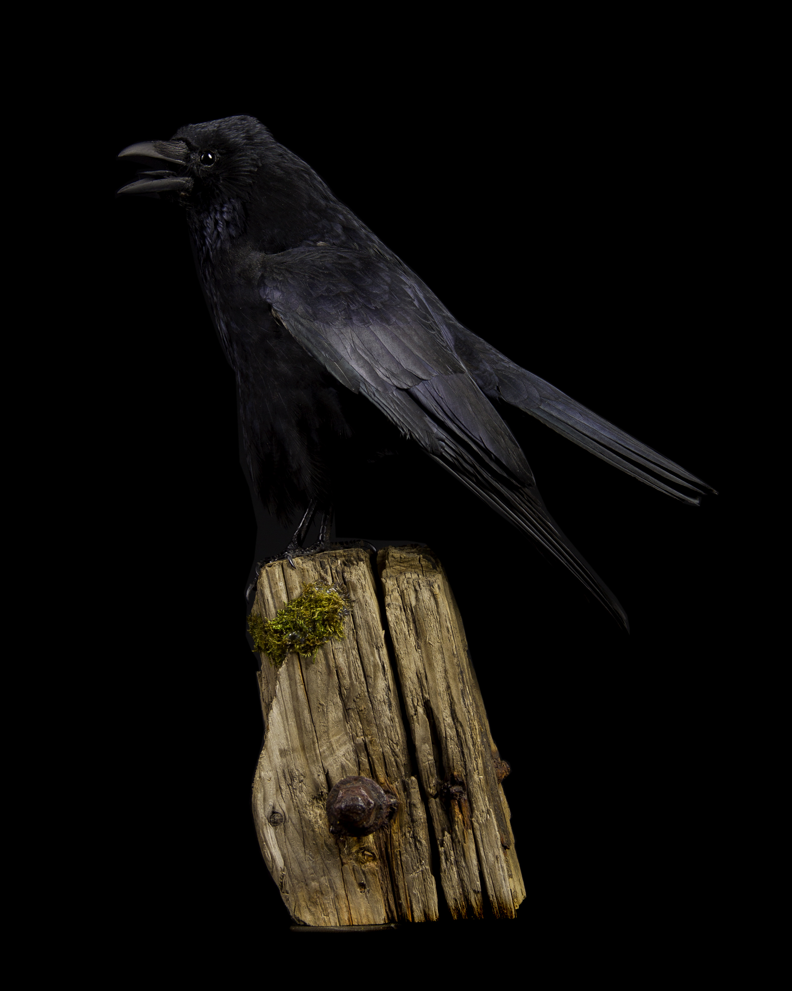 Taxidermy Carrion Crow