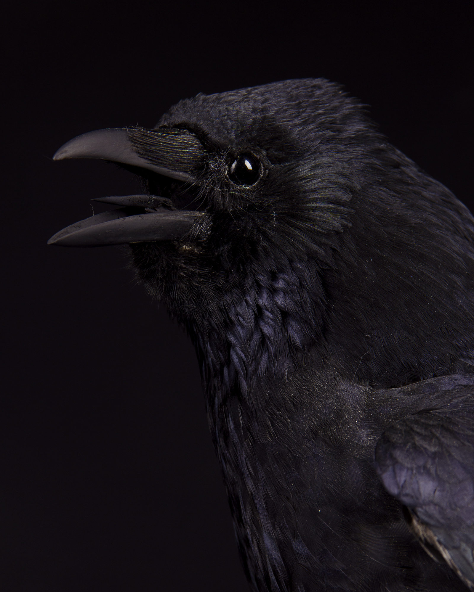 Taxidermy Carrion Crow
