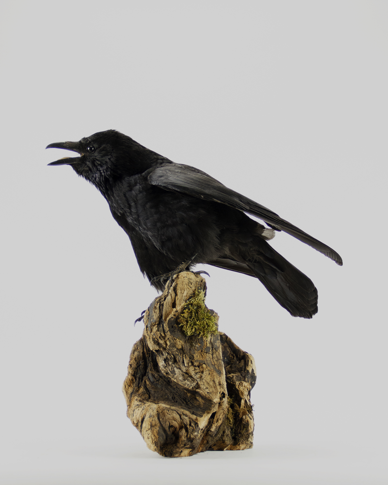 Taxidermy Carrion crow