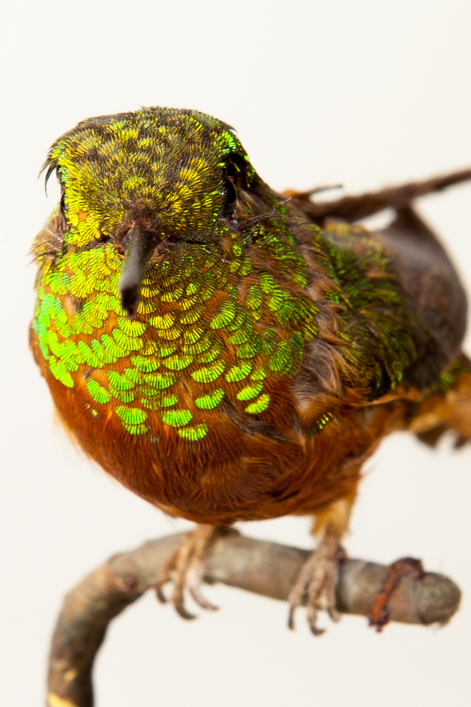 Taxidermy Chestnut-breasted coronet