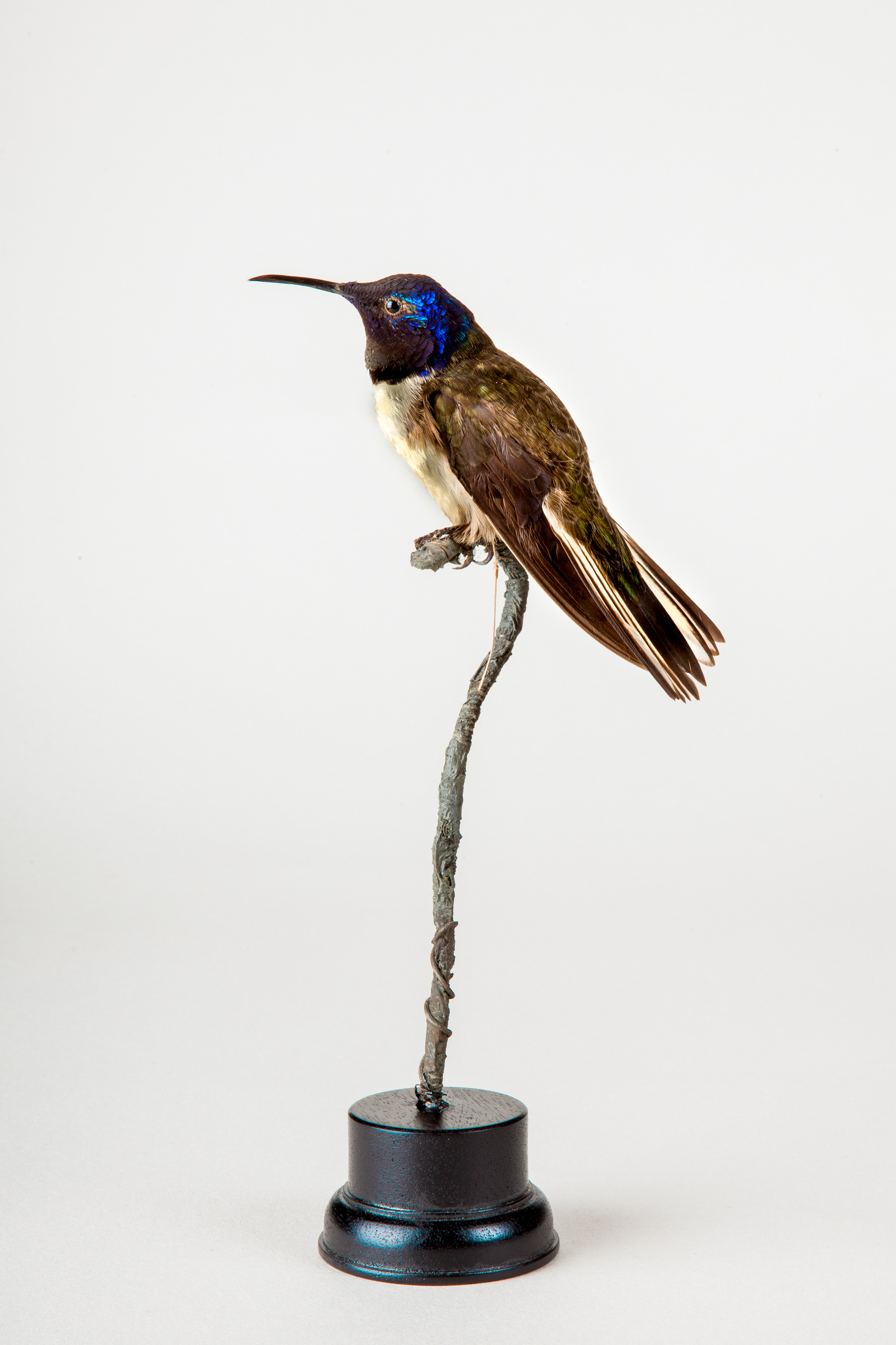 Taxidermy Chimborazo hillstar