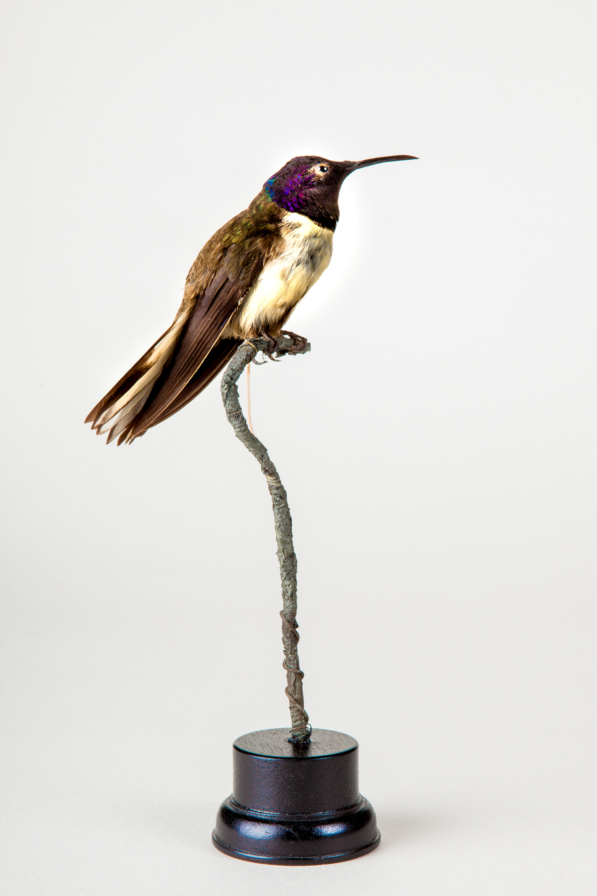 Taxidermy Chimborazo hillstar