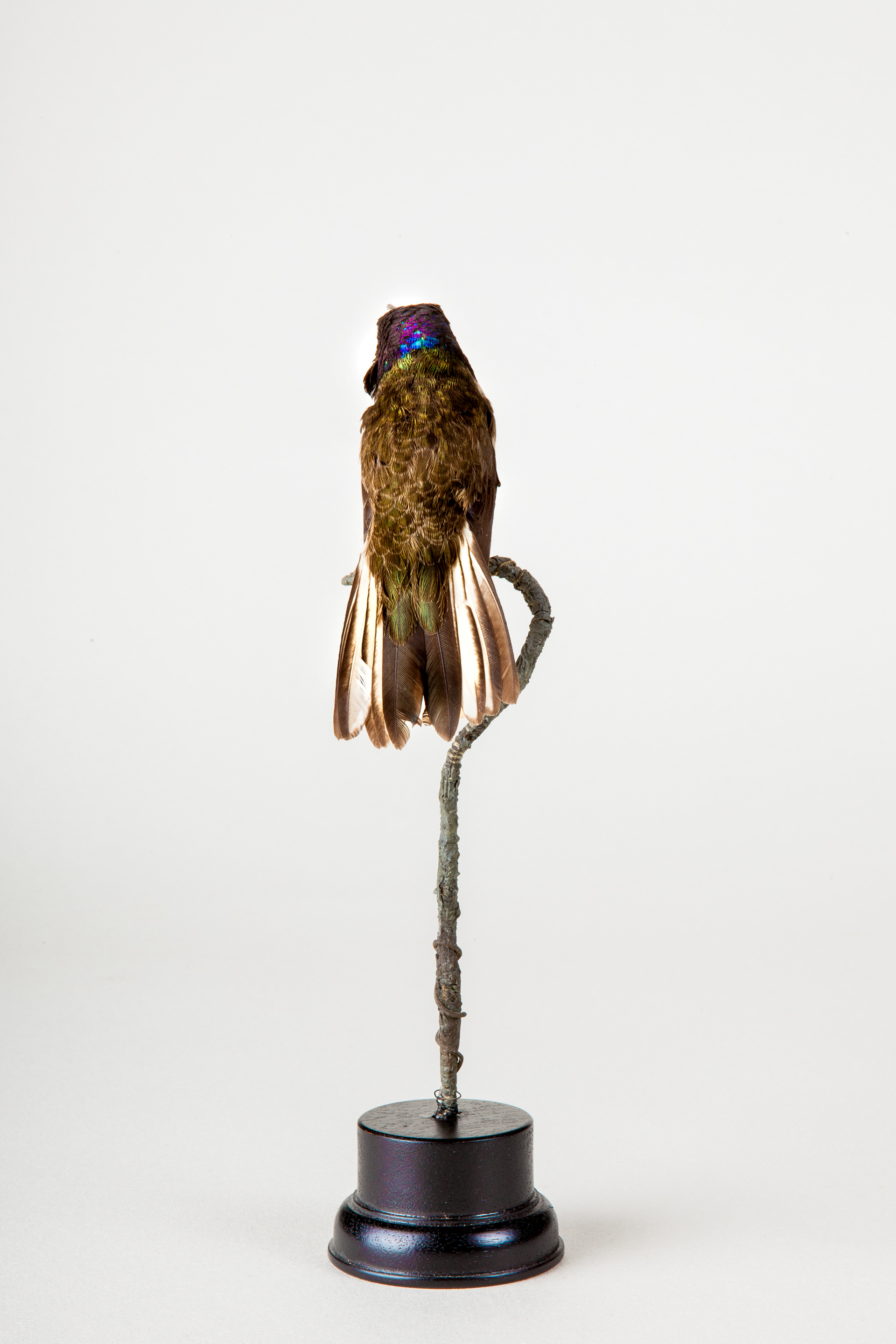 Taxidermy Chimborazo hillstar