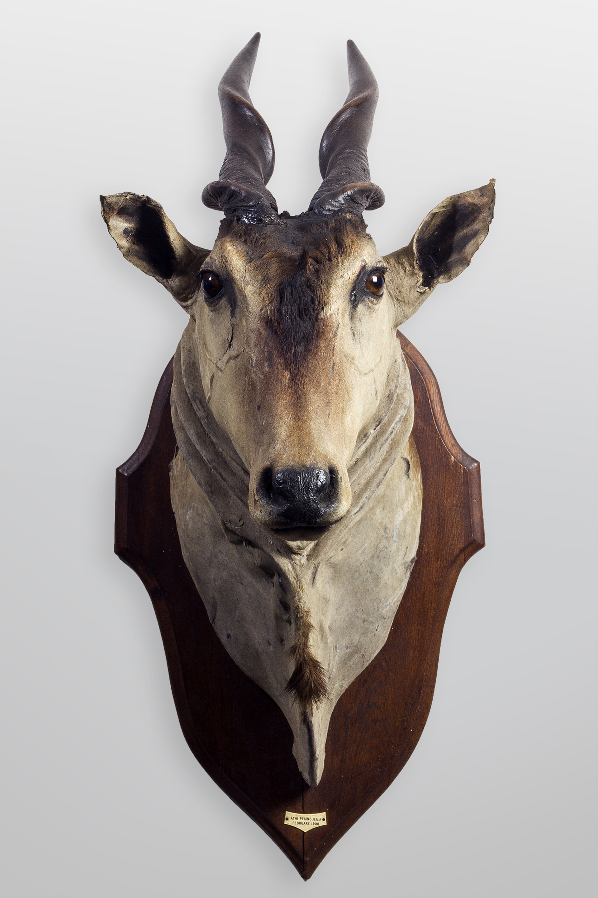 Taxidermy Common Eland attributed to Leonard C Harwood