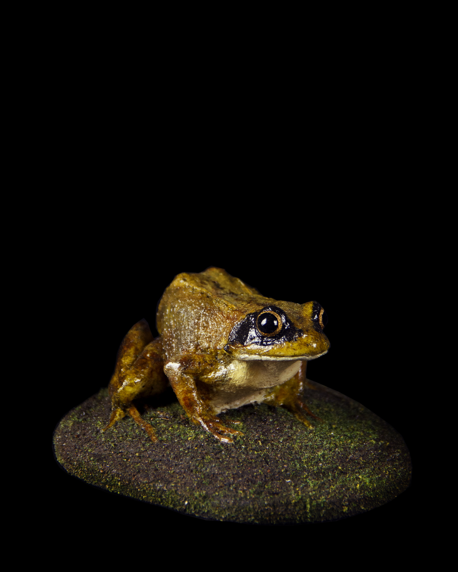 Taxidermy Common Frog