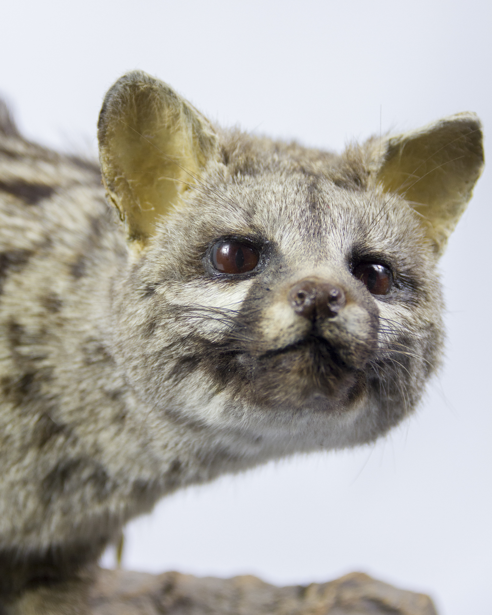 Taxidermy Common Genet