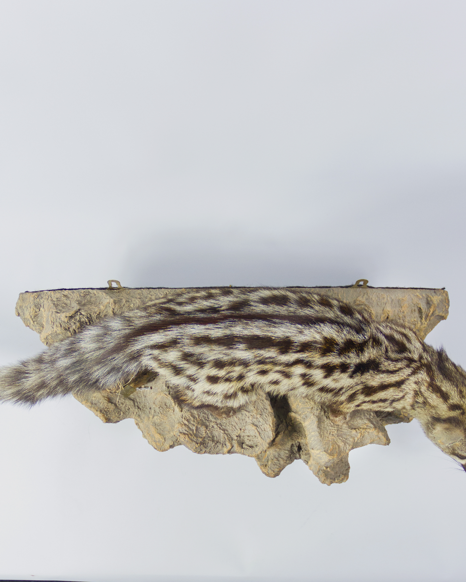 Taxidermy Common Genet