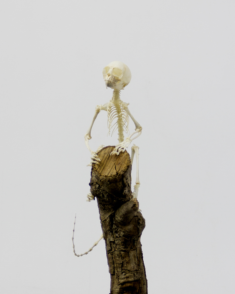 Common Marmoset Skeleton