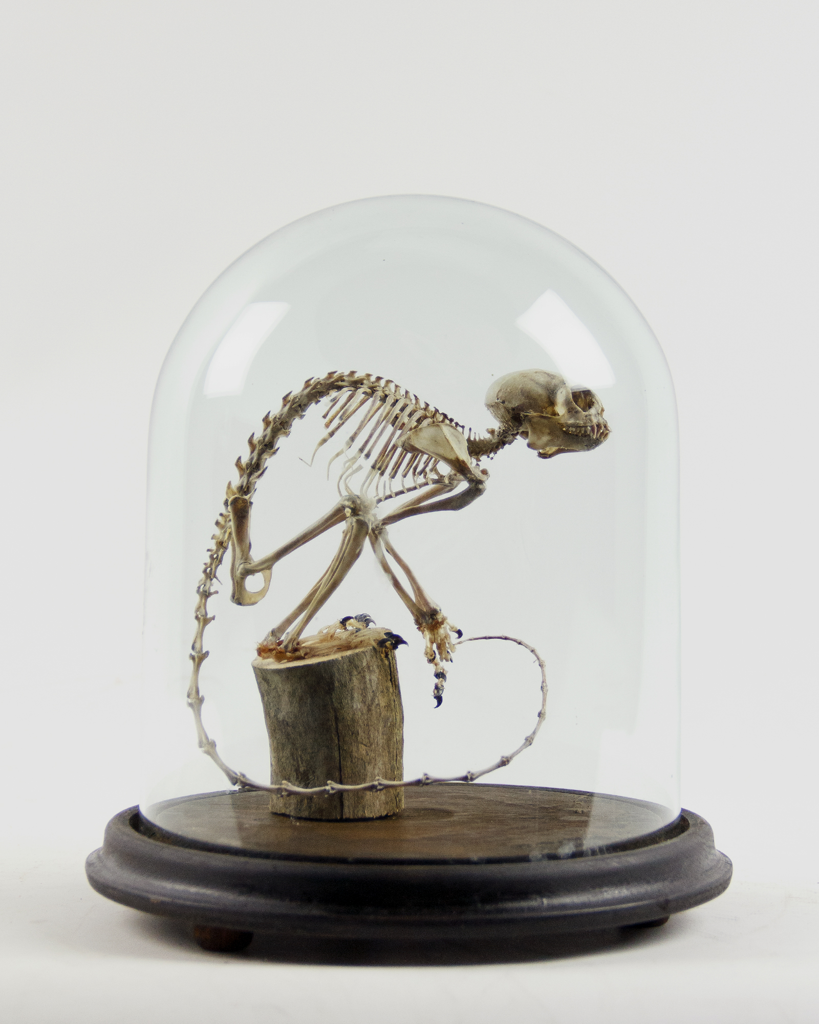 Common Marmoset Skeleton