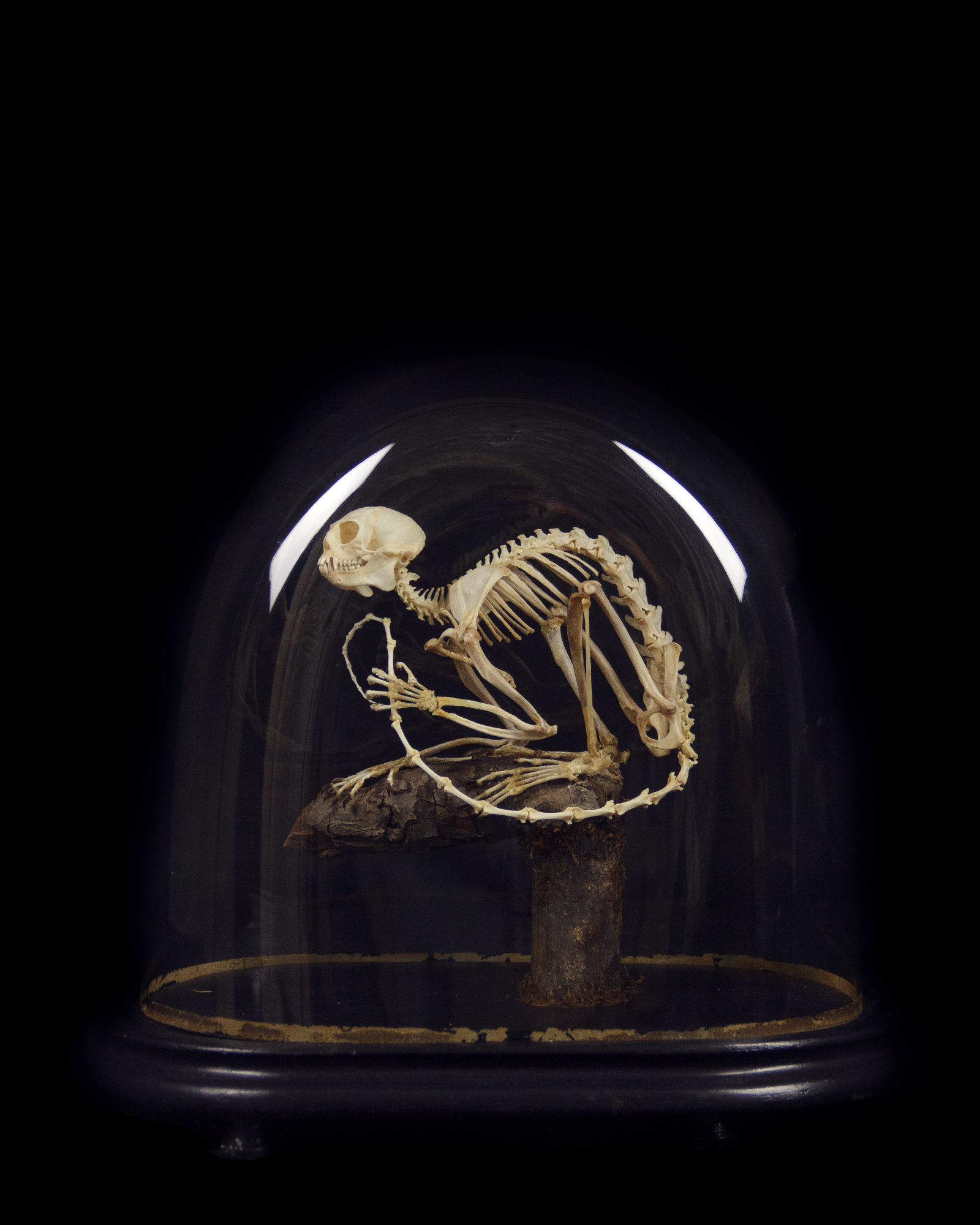 Common Marmoset Skeleton