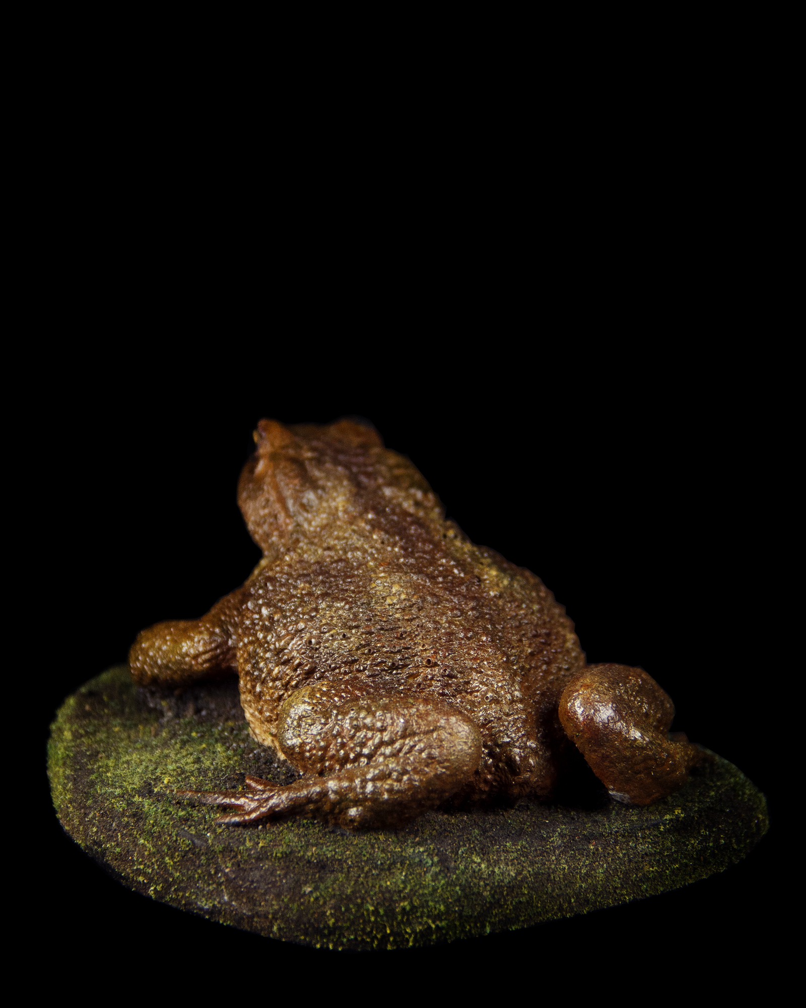Taxidermy Common Toad