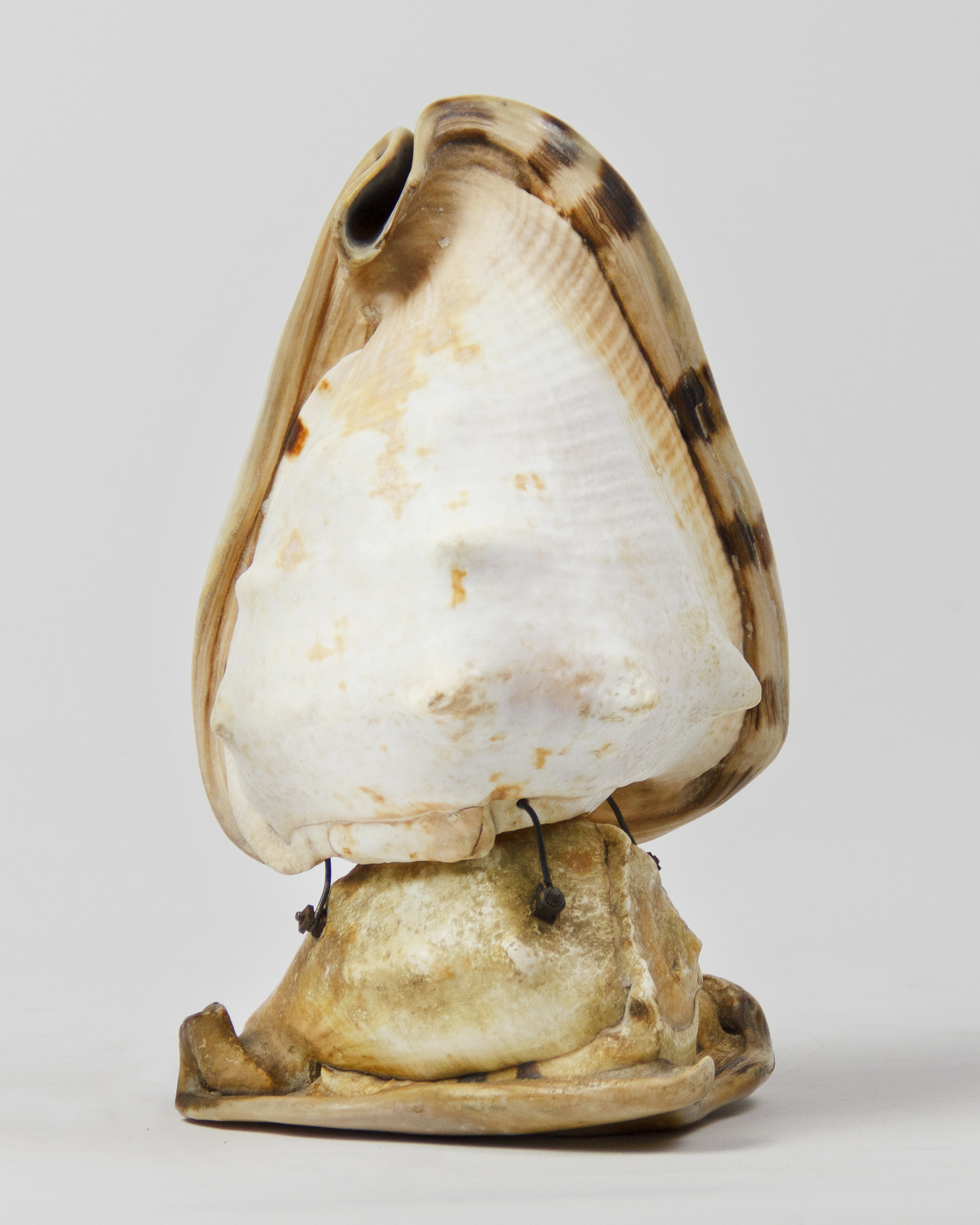 Taxidermy A Conch Shell Lamp