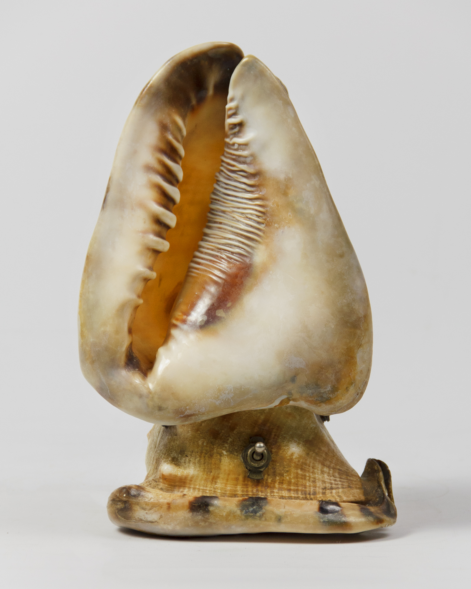 Taxidermy A Conch Shell Lamp