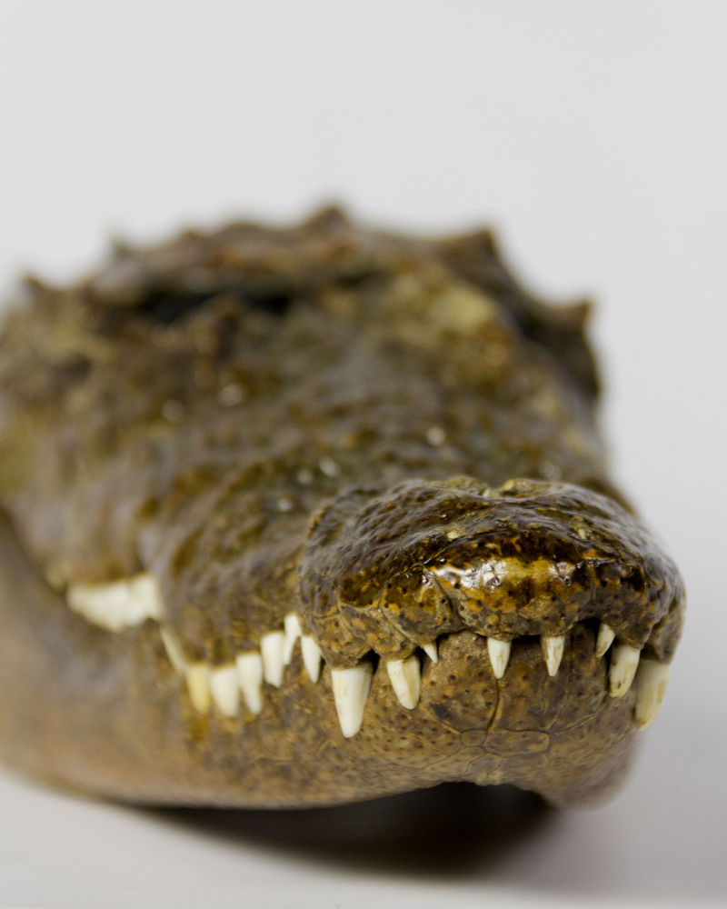 Taxidermy Crocodile Head