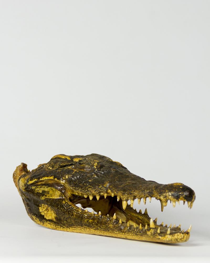 Taxidermy Crocodile Head