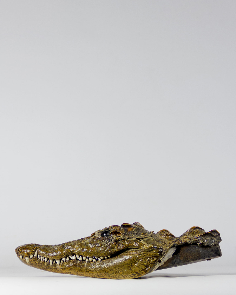 Taxidermy Crocodile Head