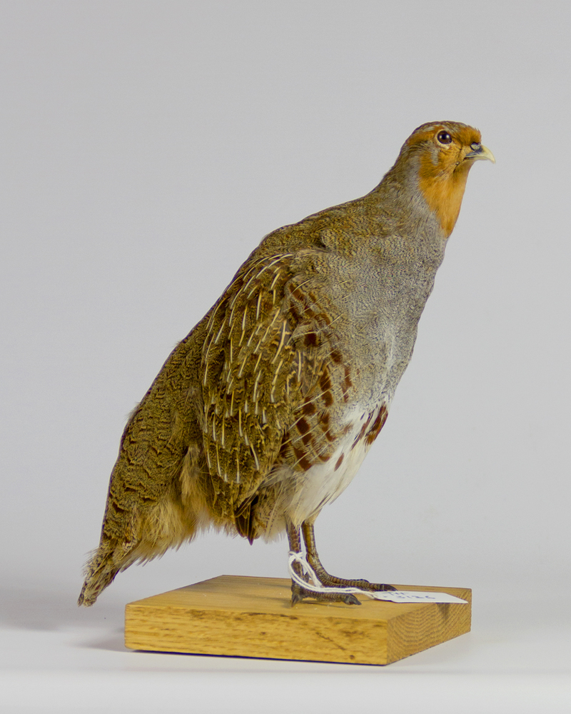 Taxidermy English Partridge