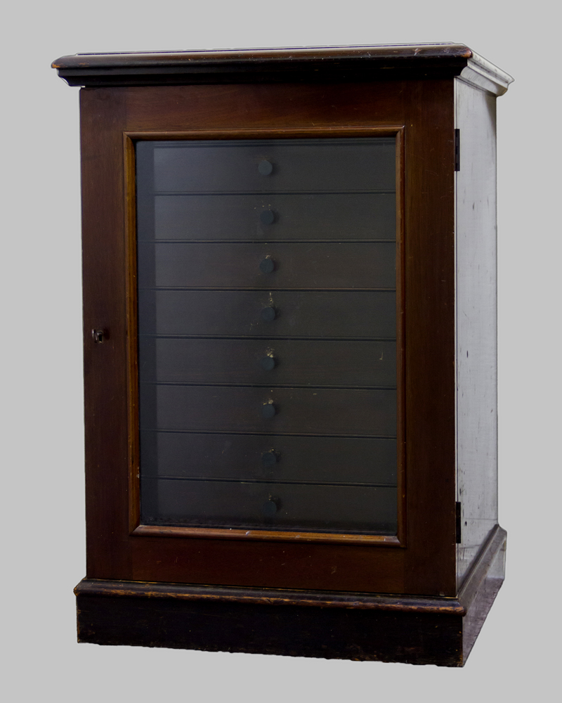 Taxidermy Entomology Cabinet