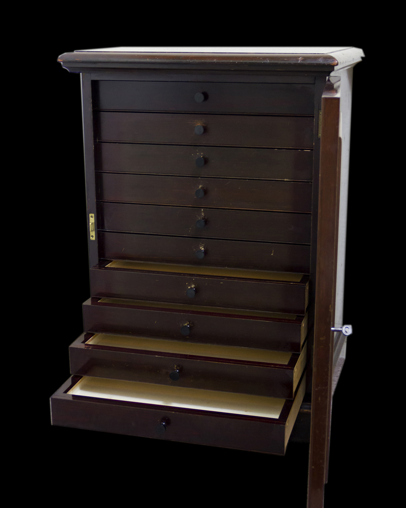 Taxidermy Entomology Cabinet