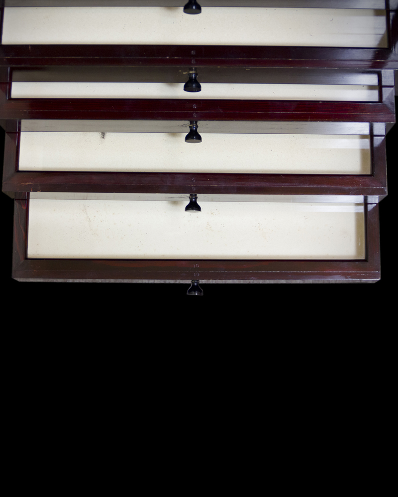 Taxidermy Entomology Cabinet