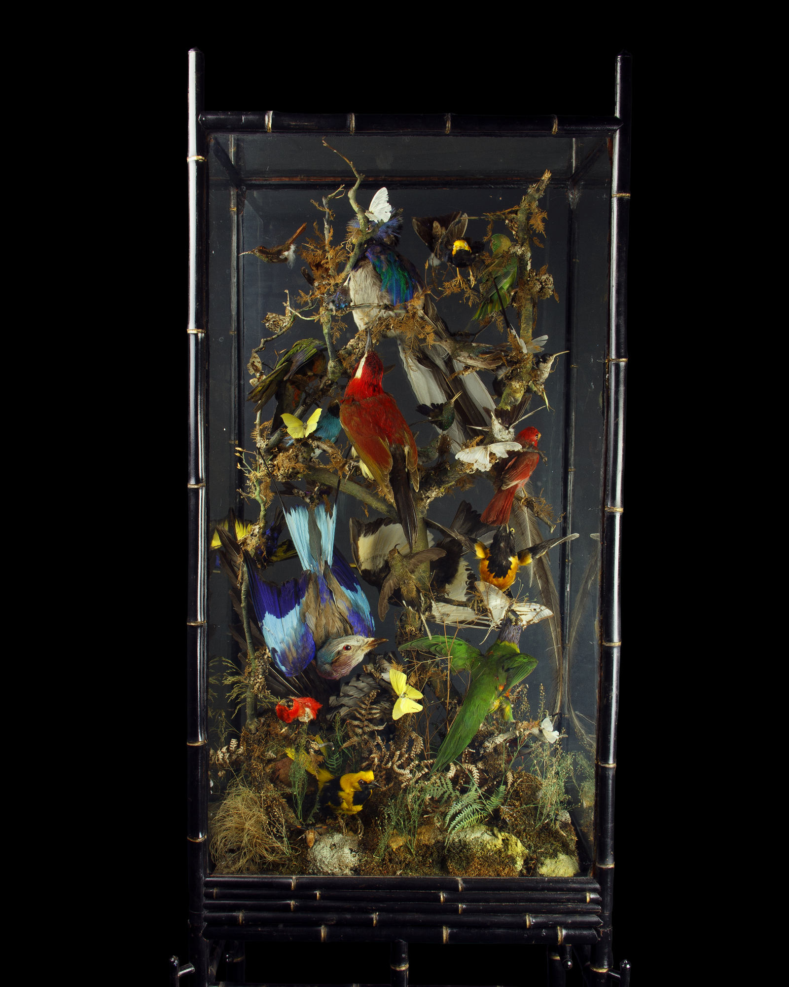 Taxidermy Exotic Birds Cabinet