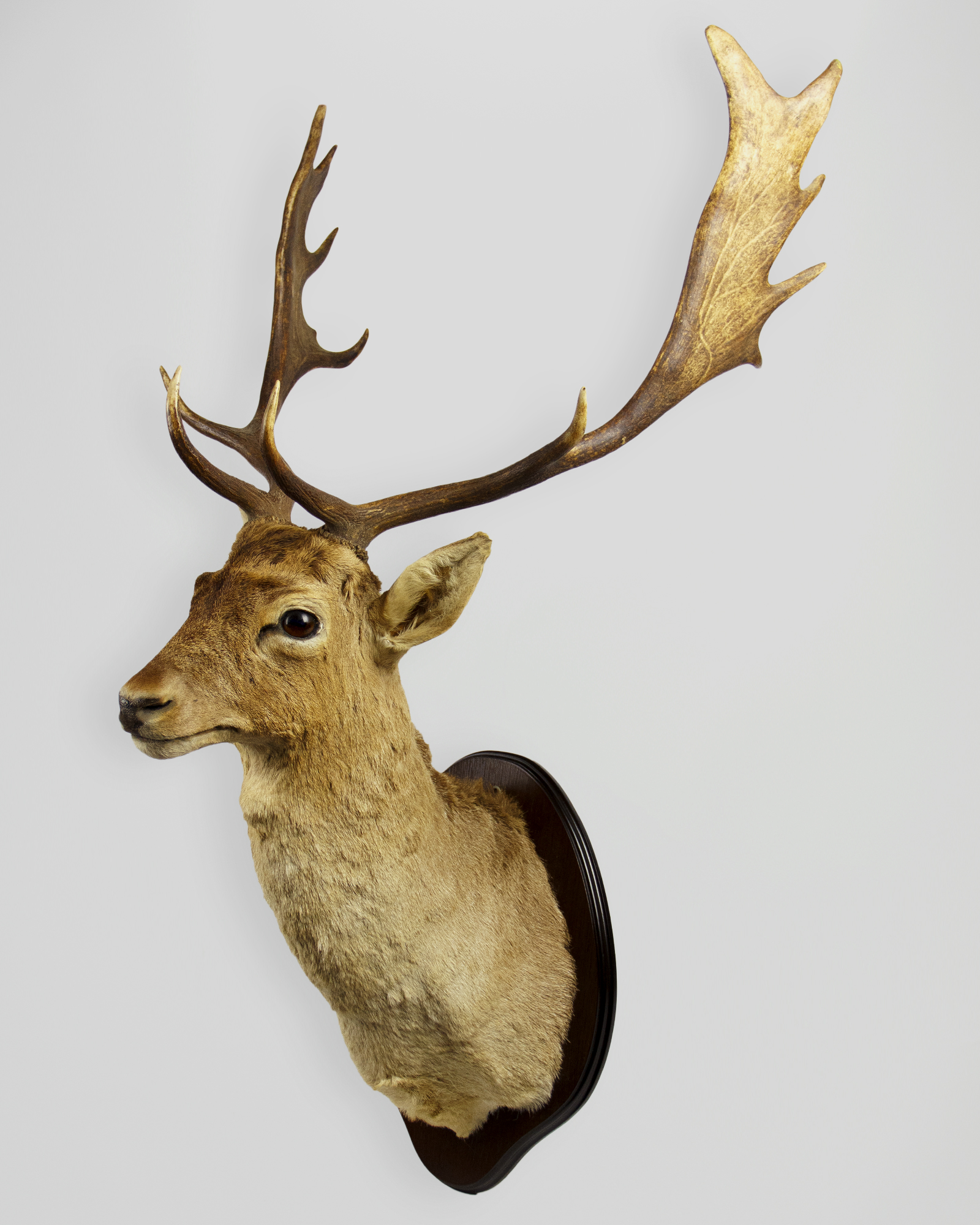 Taxidermy Fallow Deer Stag Head