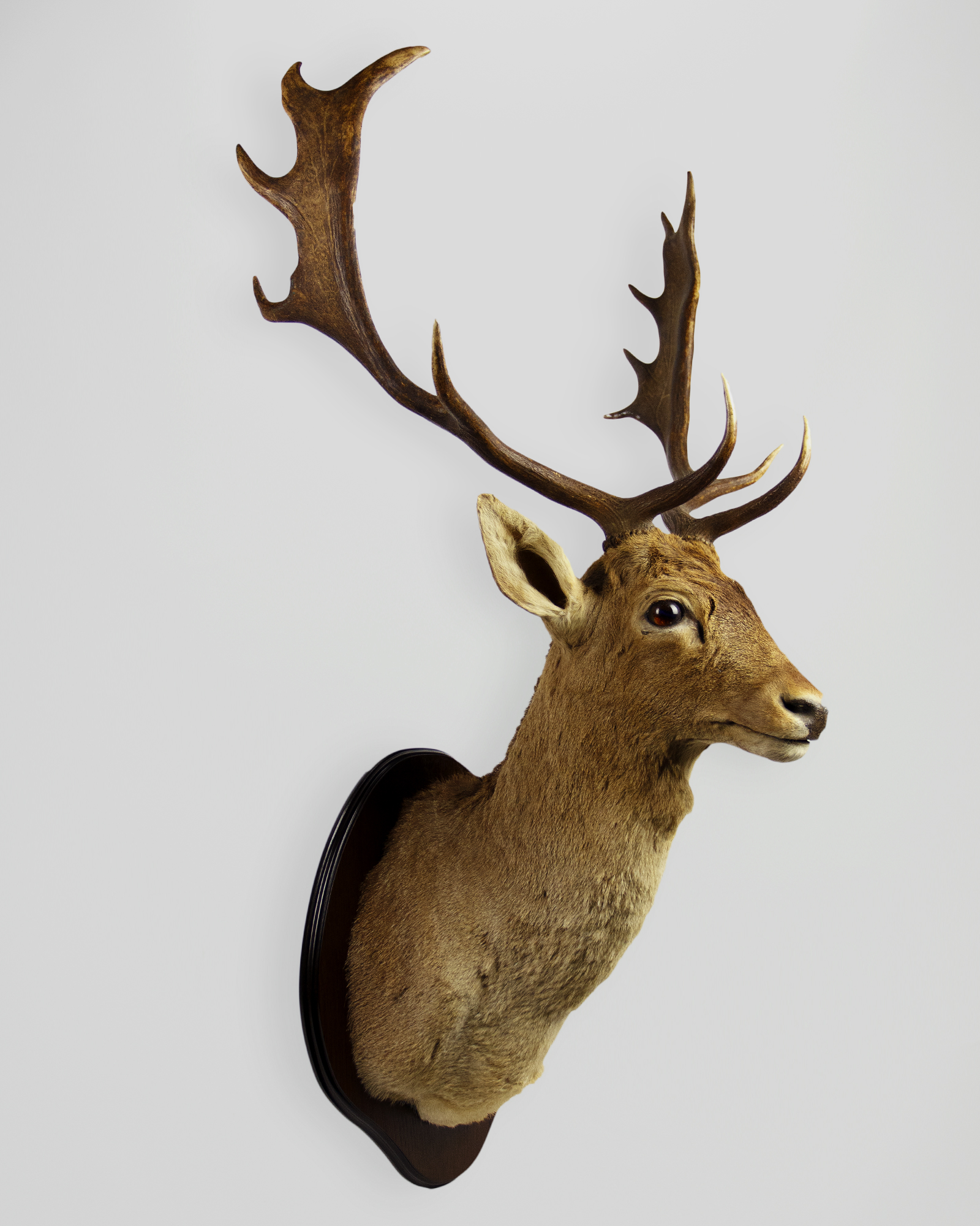 Taxidermy Fallow Deer Stag Head