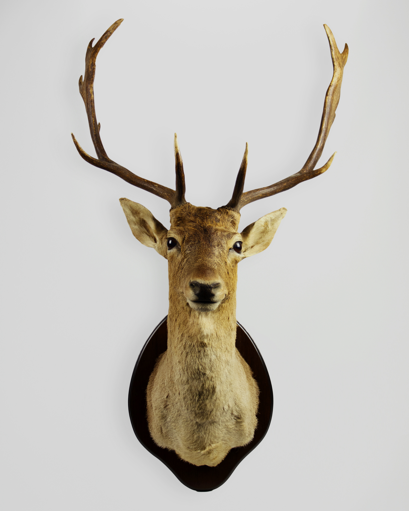 Taxidermy Fallow Deer Stag Head