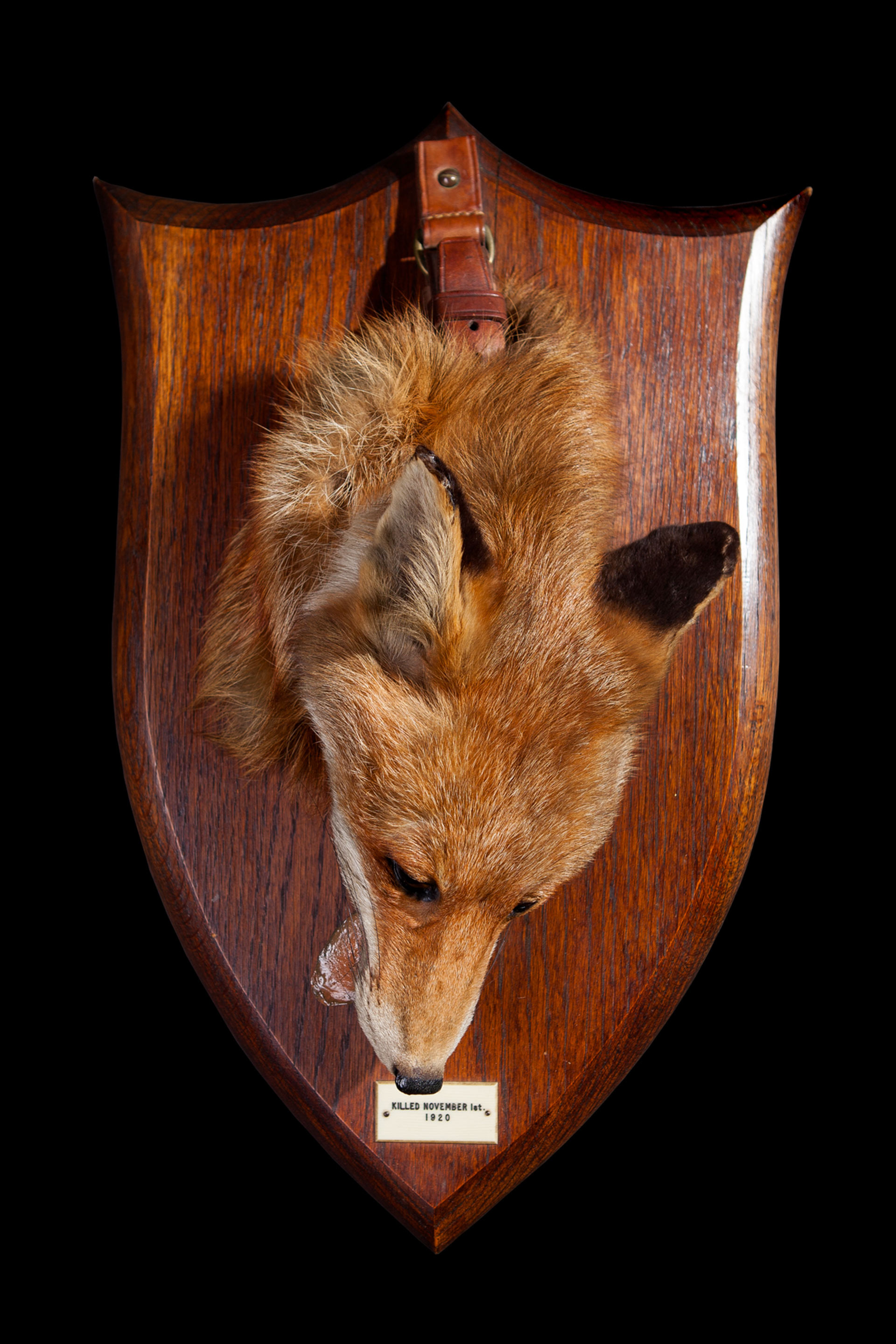 Taxidermy Fox death mask by P. Spicer & sons