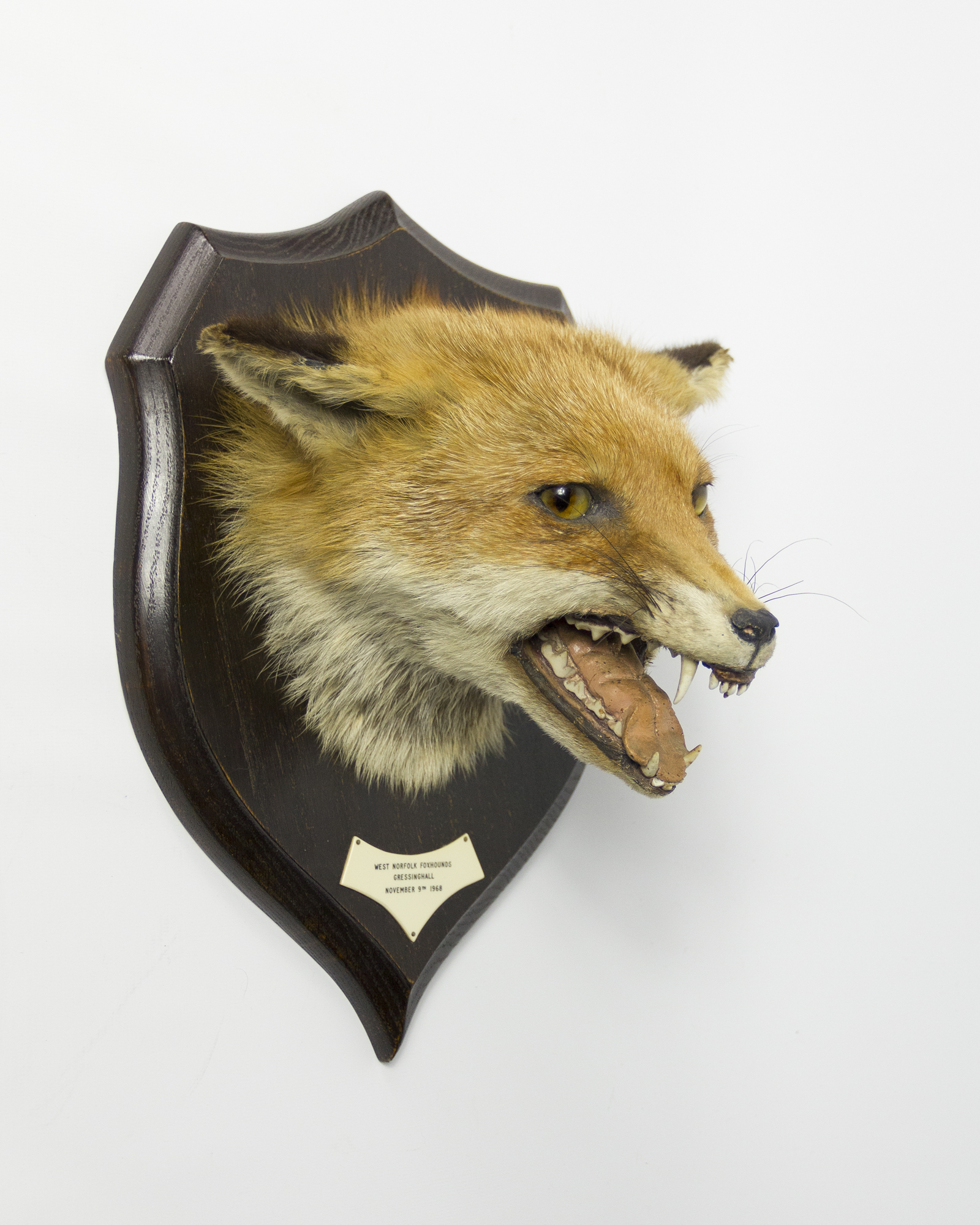 Taxidermy Fox Mask