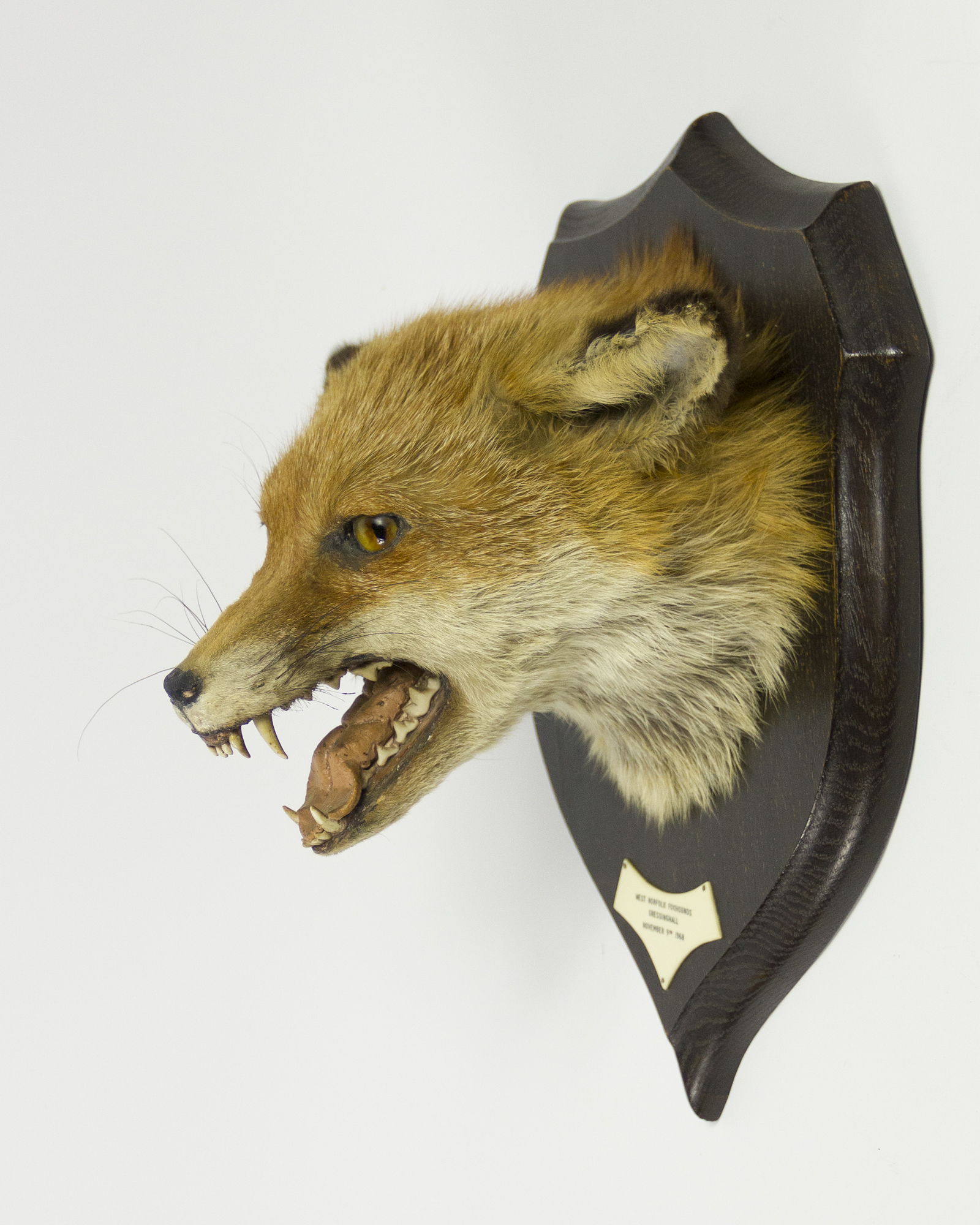 Taxidermy Fox Mask