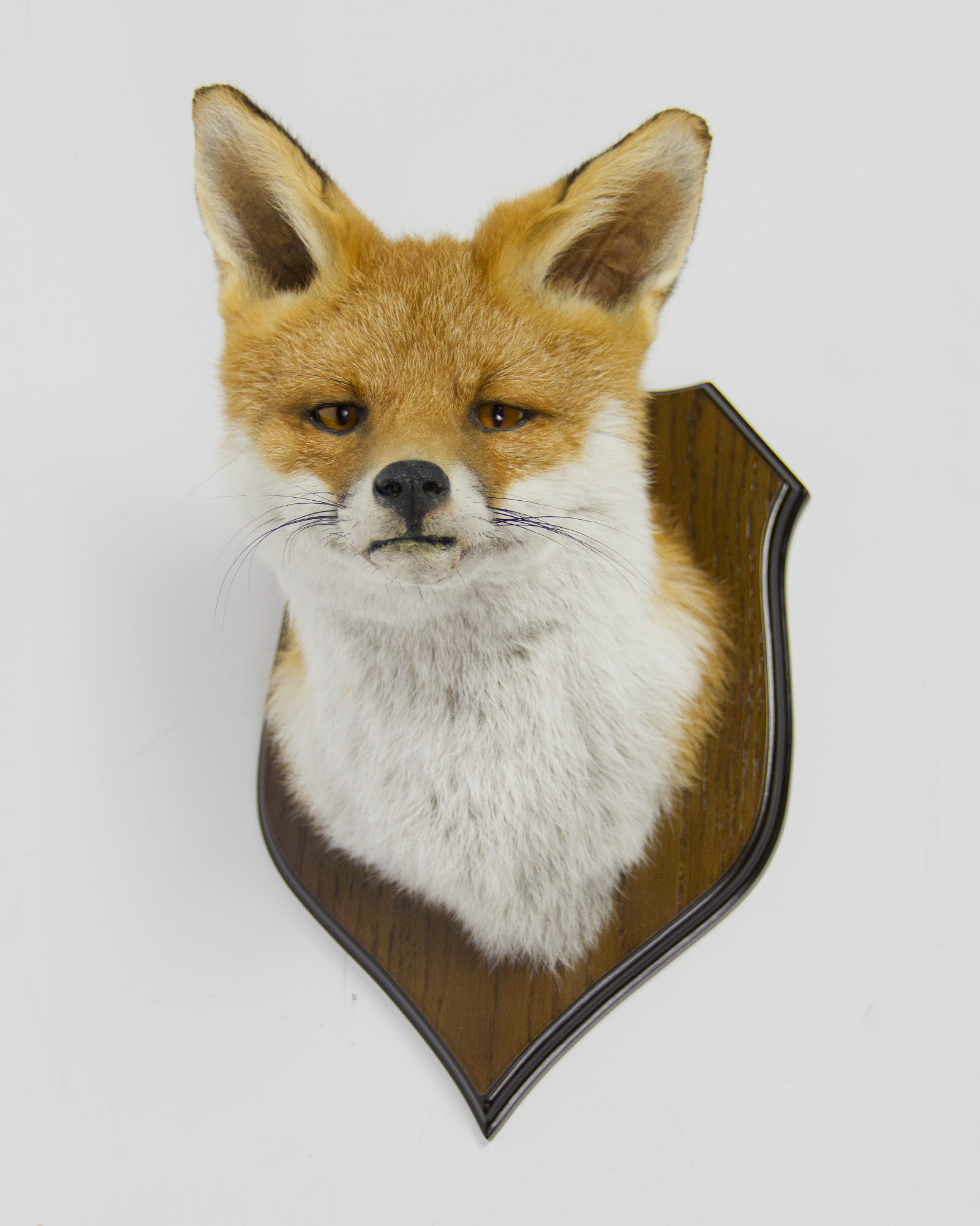 Taxidermy Fox Mask