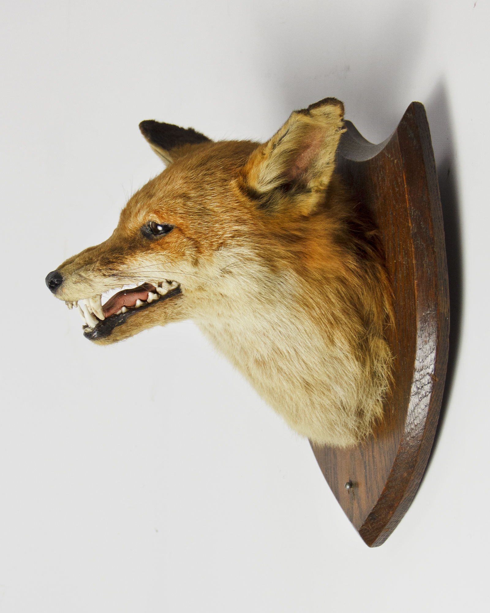 Taxidermy Fox Mask