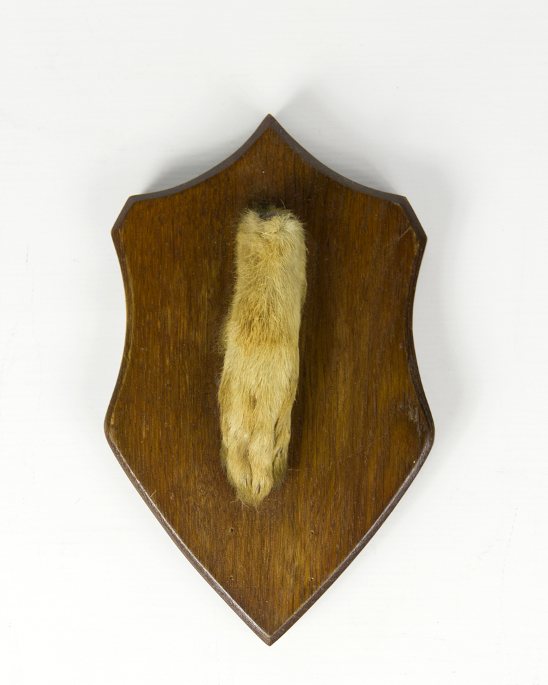 Taxidermy Fox Paw