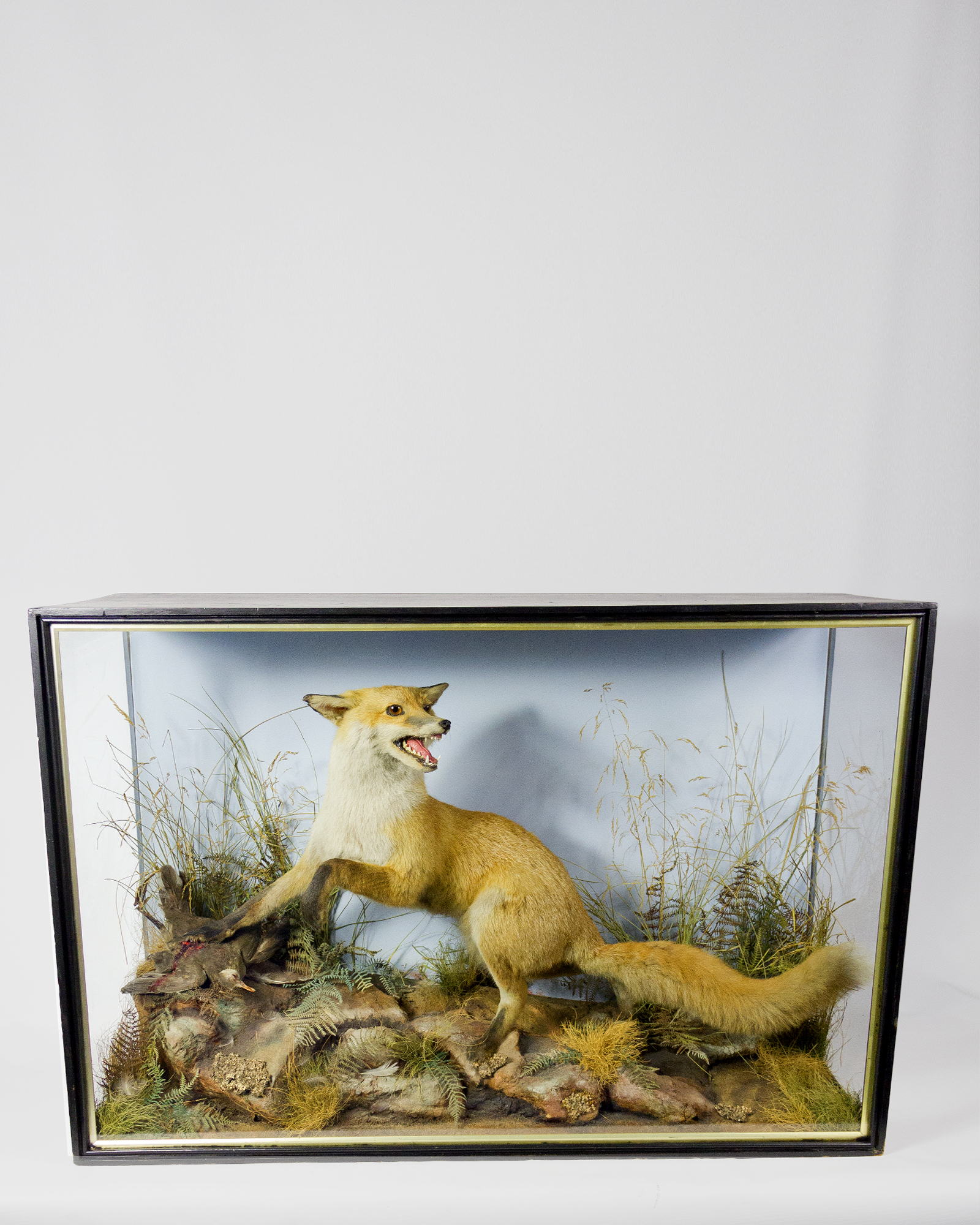 Taxidermy Fox