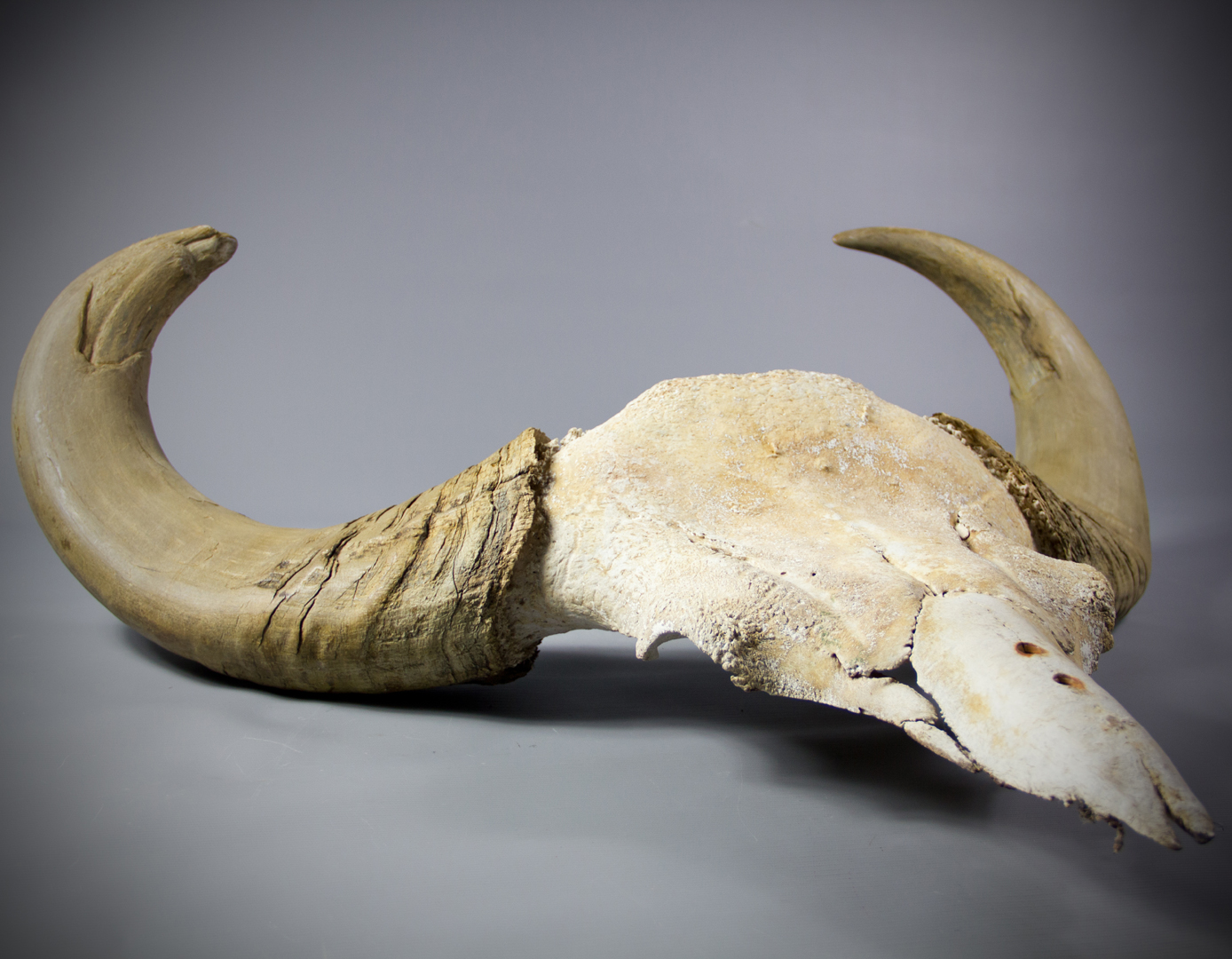 Taxidermy Gaur (Indian Bison) Skull