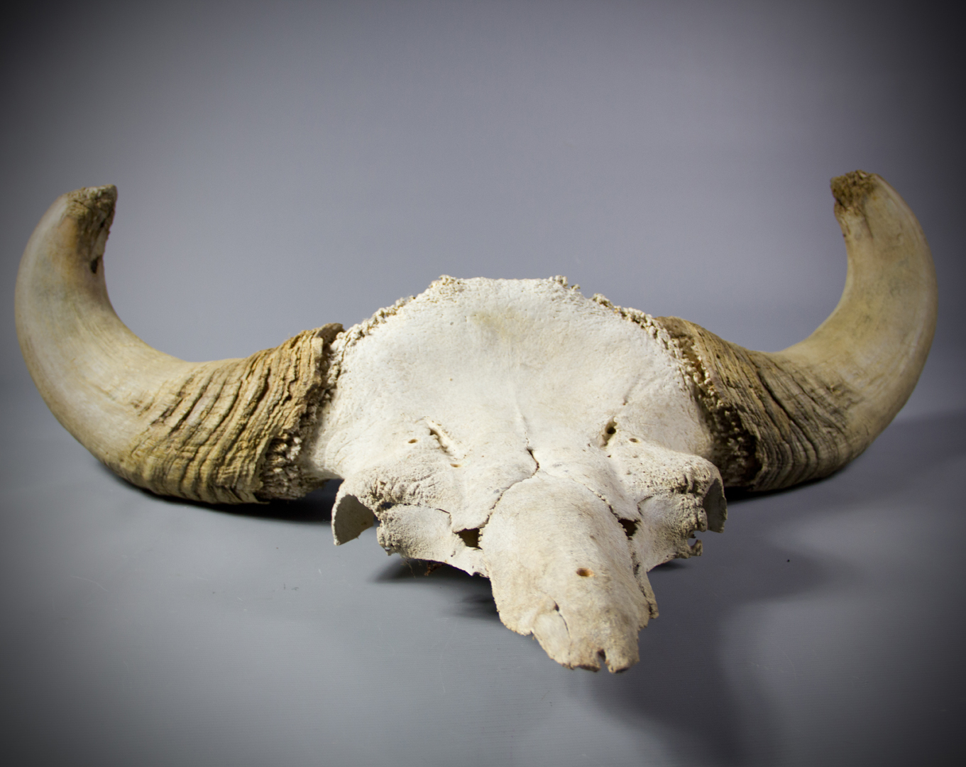 Taxidermy Gaur (Indian Bison) Skull