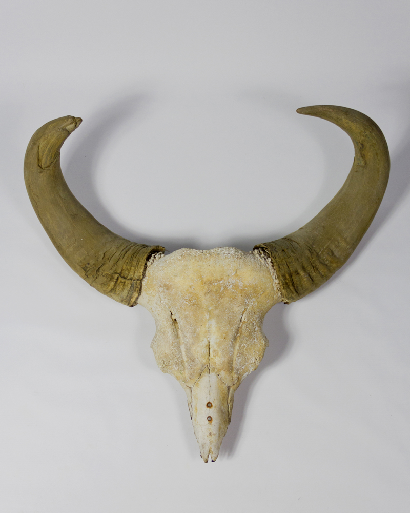 Taxidermy Gaur (Indian Bison) Skull