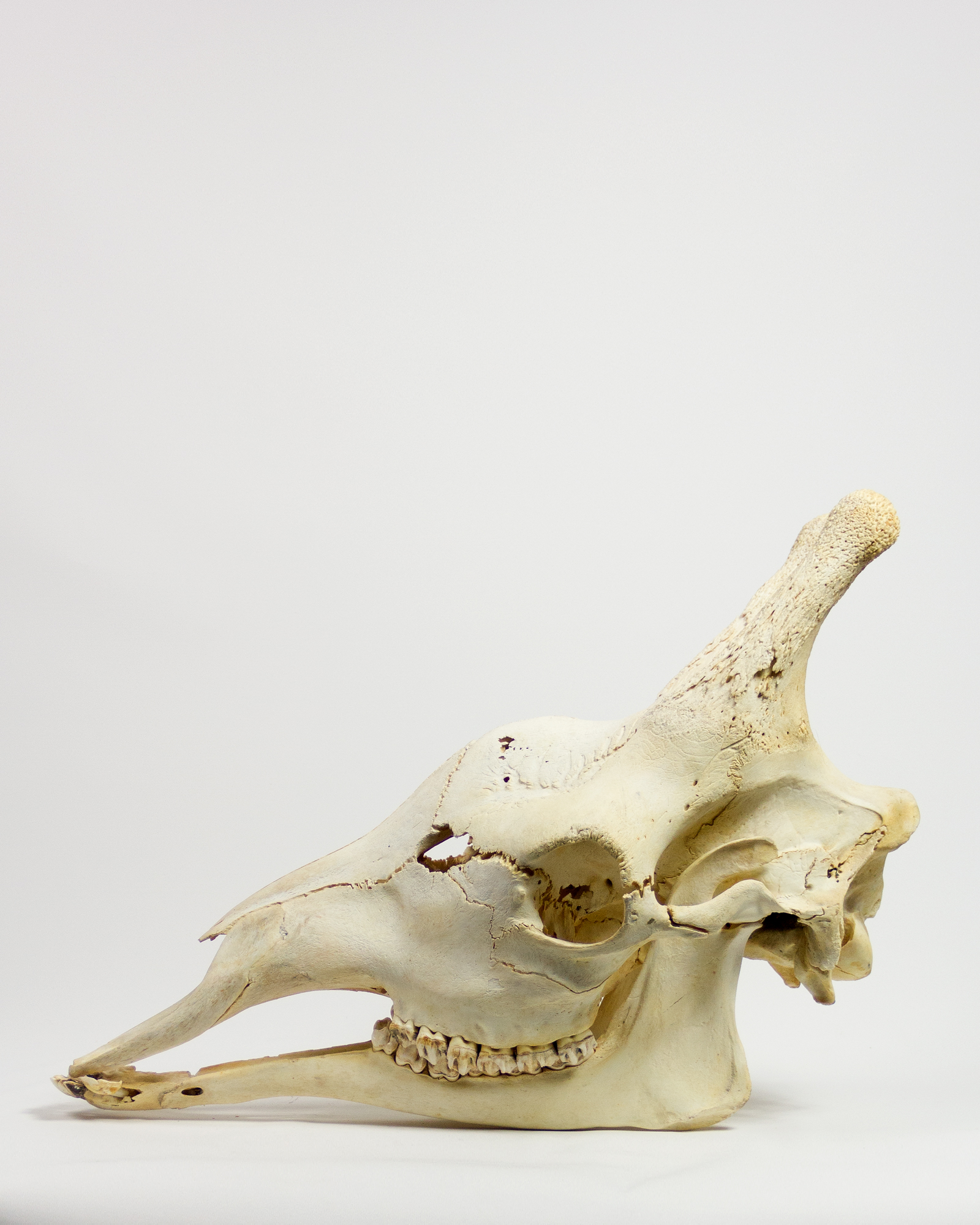 Taxidermy Giraffe Skull