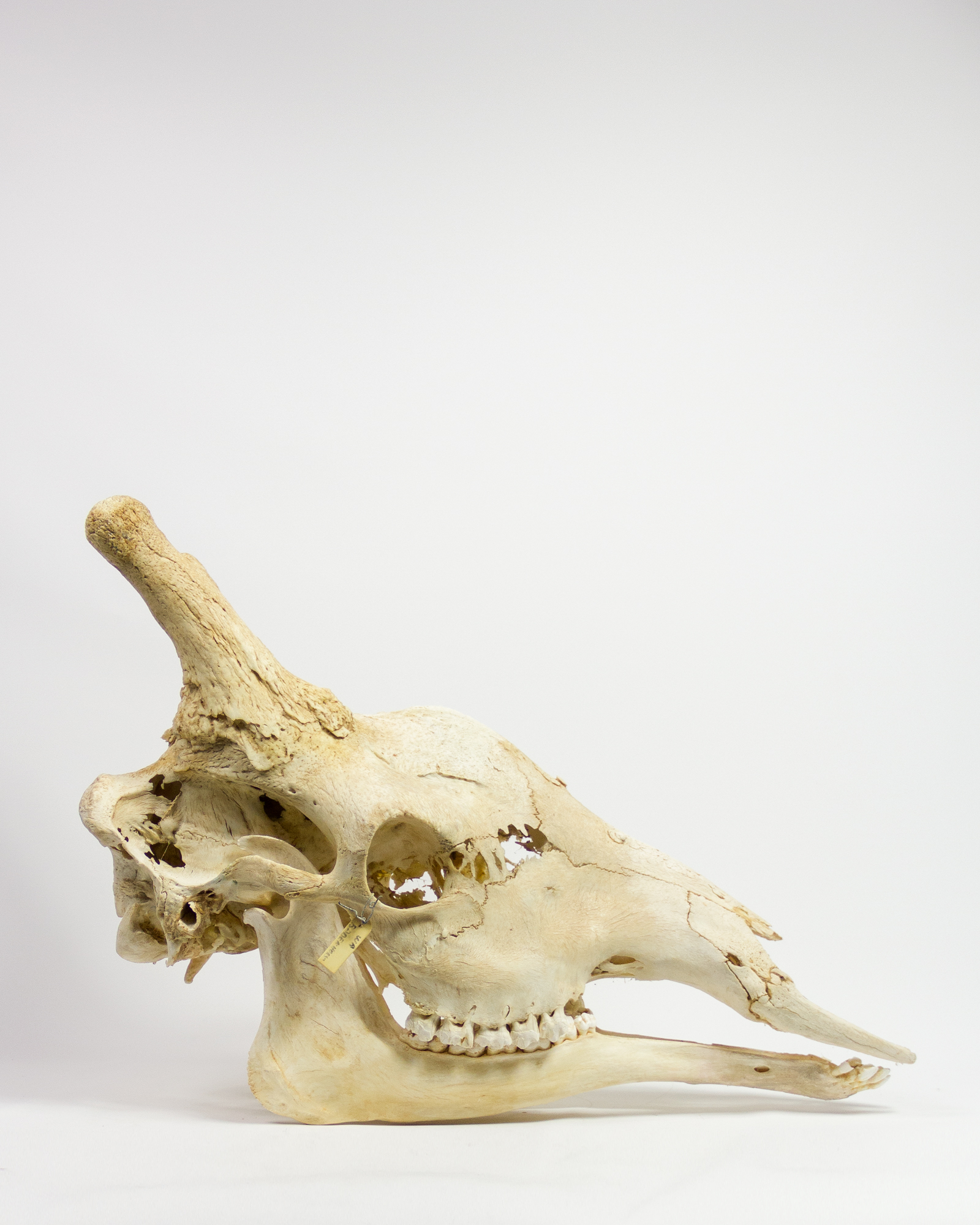 Taxidermy Giraffe Skull