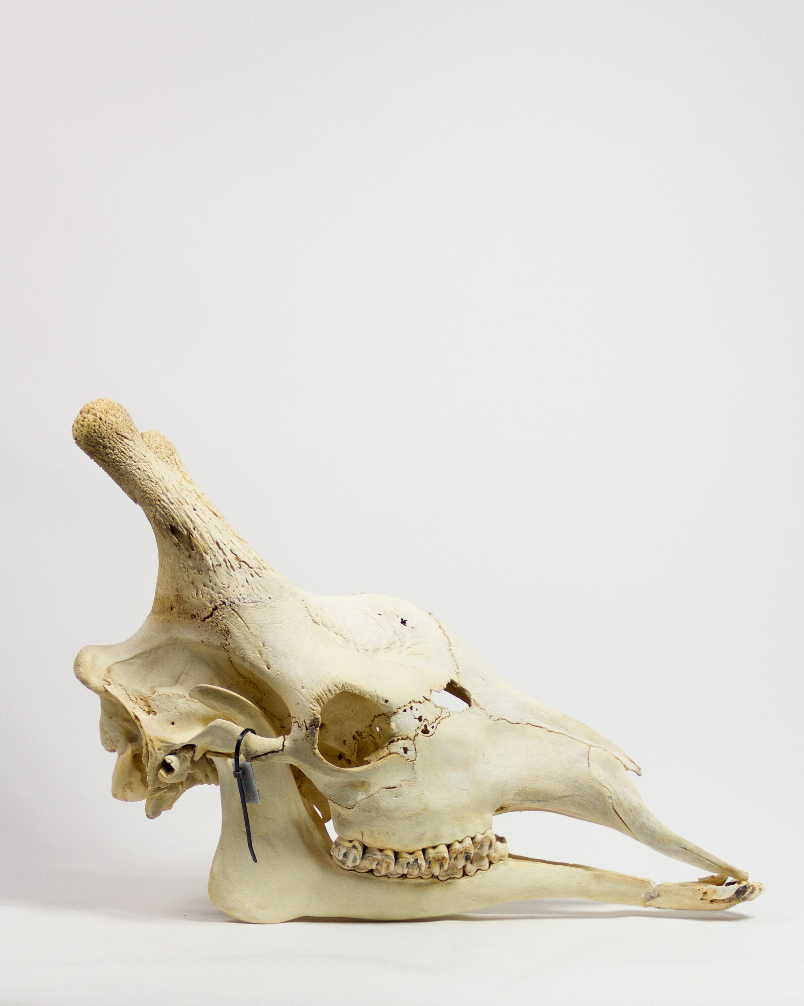 Taxidermy Giraffe Skull
