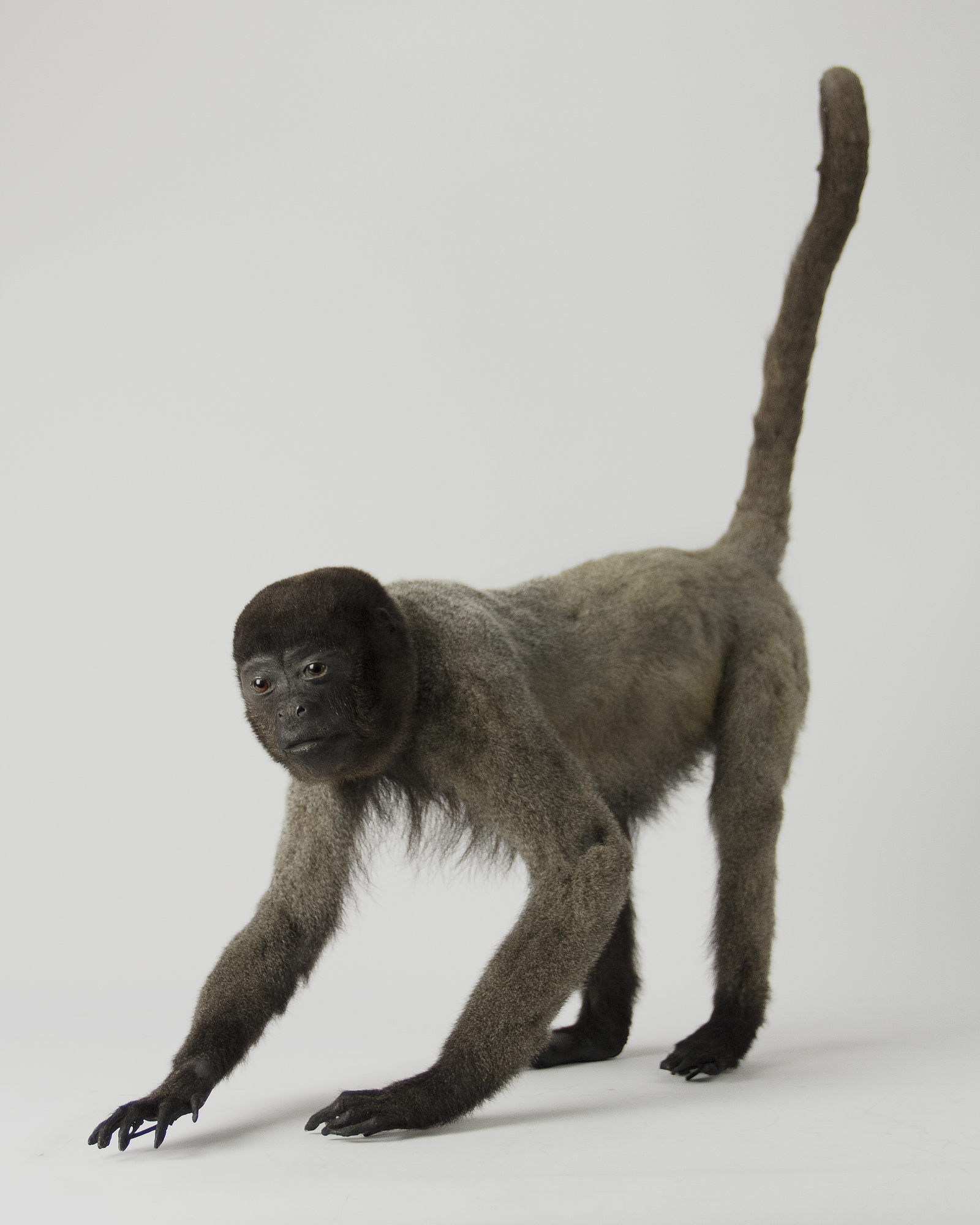 Taxidermy Gray woolly monkey