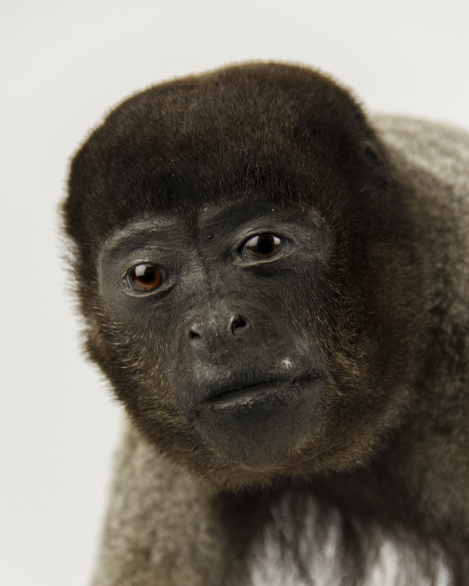 Taxidermy Gray woolly monkey