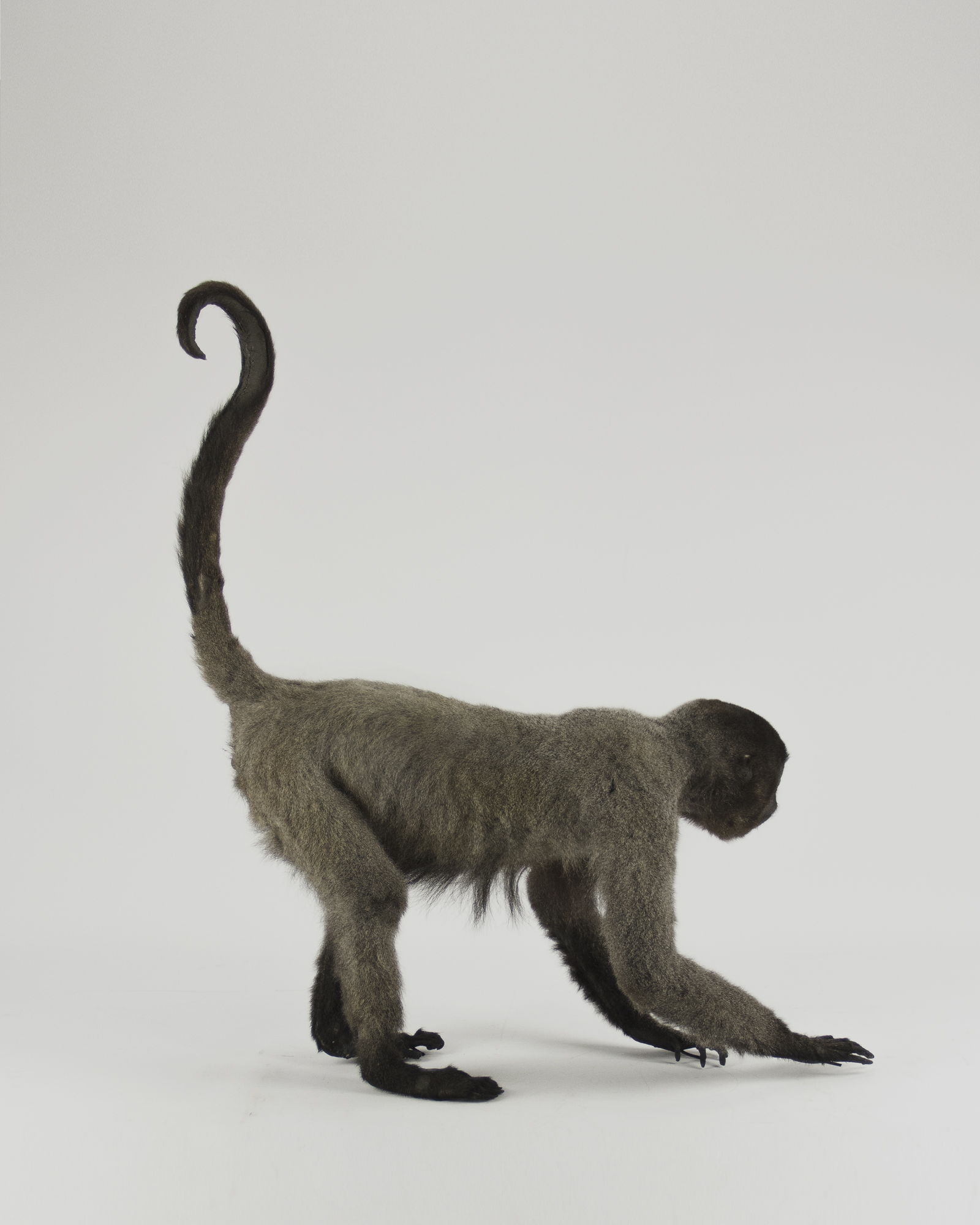 Taxidermy Gray woolly monkey