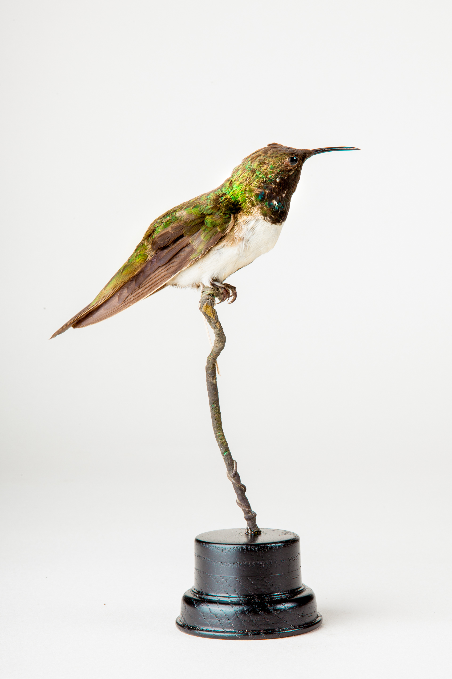 Taxidermy Green-headed hillstar Hummingbird